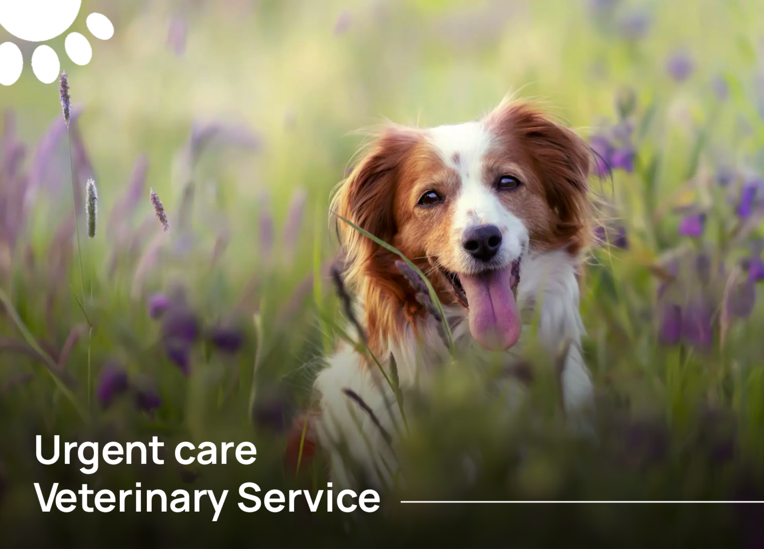 Veterinarian in Lancaster, CA | AV Veterinary Center