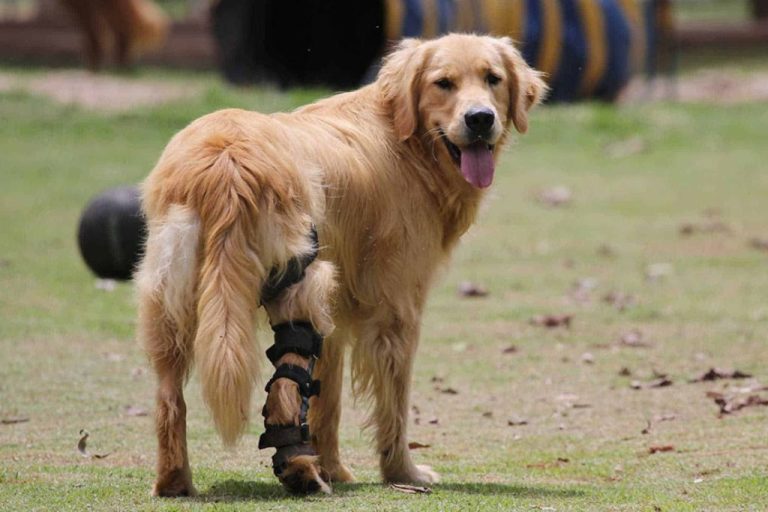 Top 5 Tips to Help Your Dog's ACL Surgery Recovery